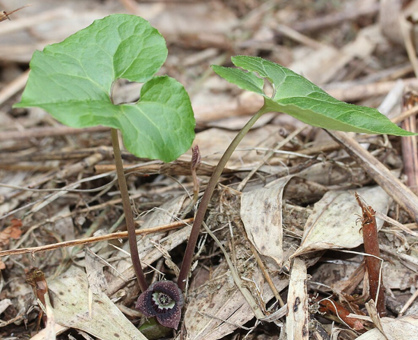 4월 국립수목원의 '깽깽이풀'과 '족도리풀'